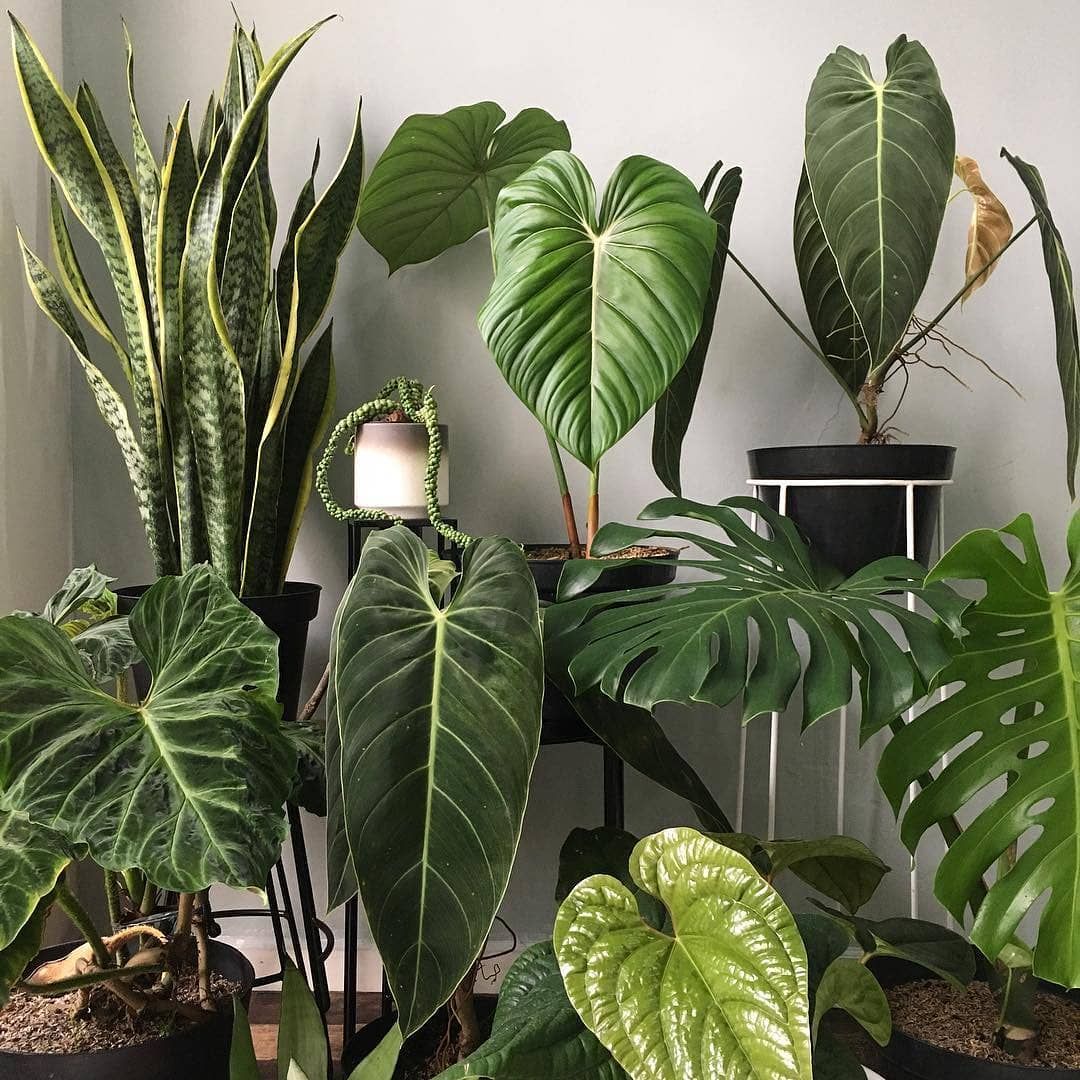 Ghouse Plants - Your trusted source for greenery! – Ghouse-plants